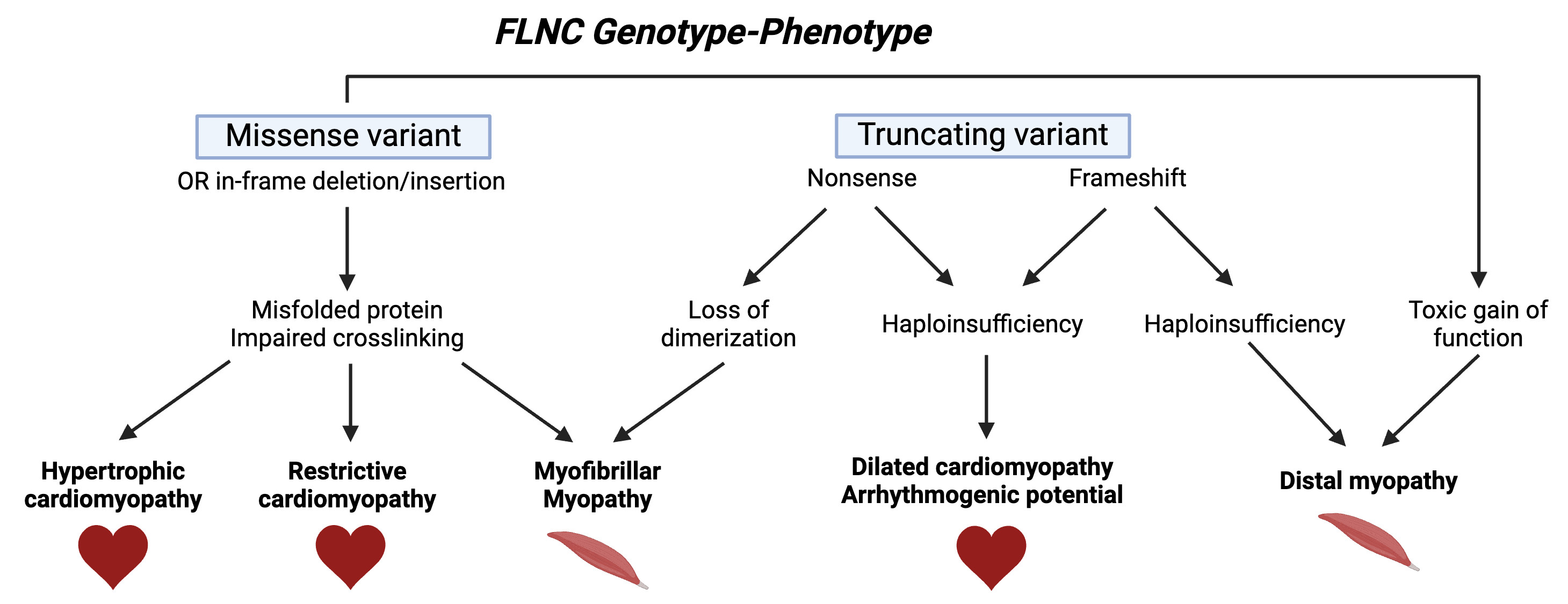 Filamin C (FLNC) | UCSF Cardiology